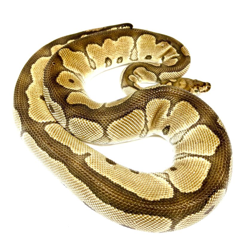 Königspython kaufen – Python regius viele Farbmorphen