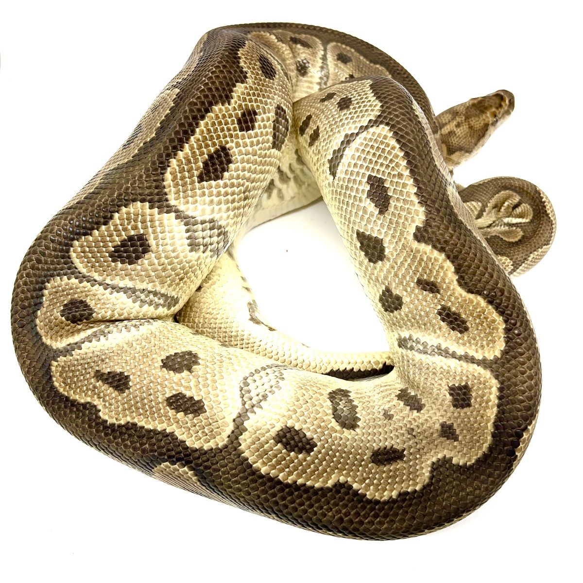 Königspython kaufen – Python regius viele Farbmorphen