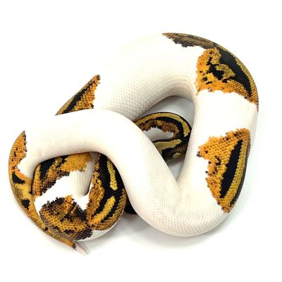 Königspython kaufen – Python regius viele Farbmorphen