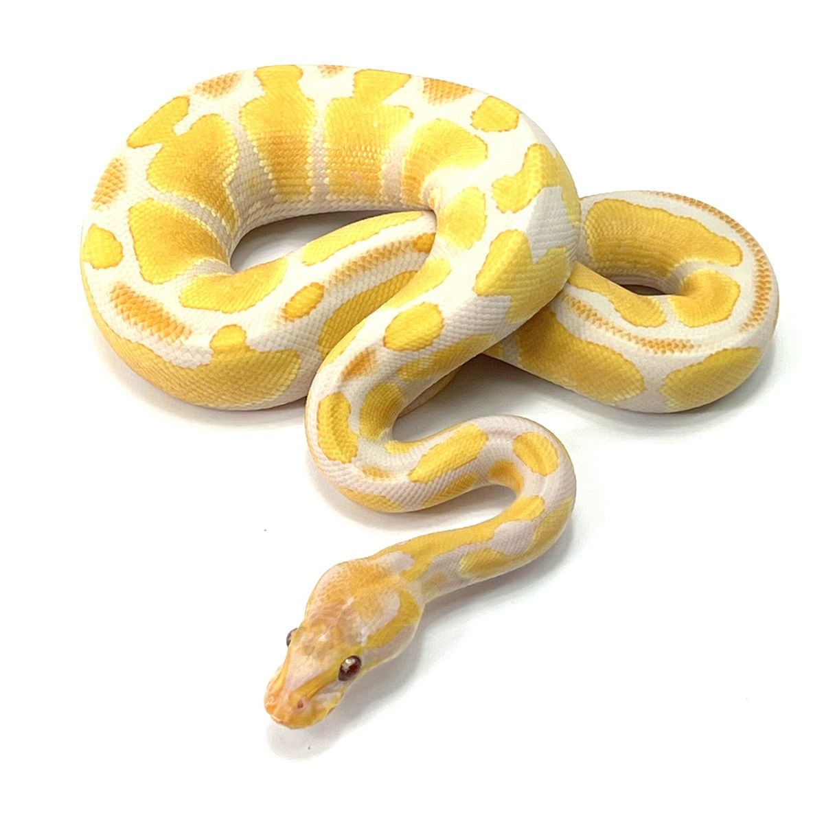 Königspython kaufen – Python regius viele Farbmorphen