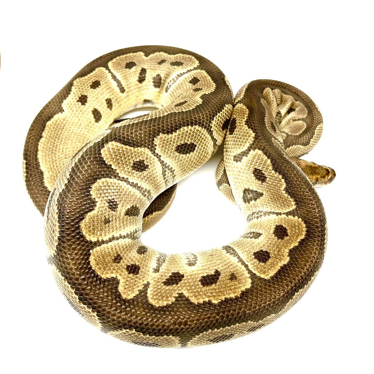 Königspython kaufen – Python regius viele Farbmorphen